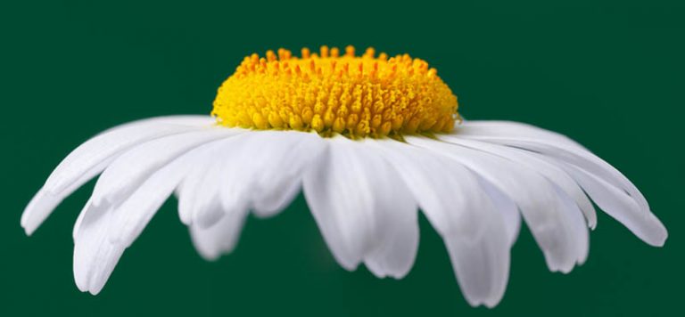 Bisabolol, extracto vegetal calmante y regenerante | Blog Esdor